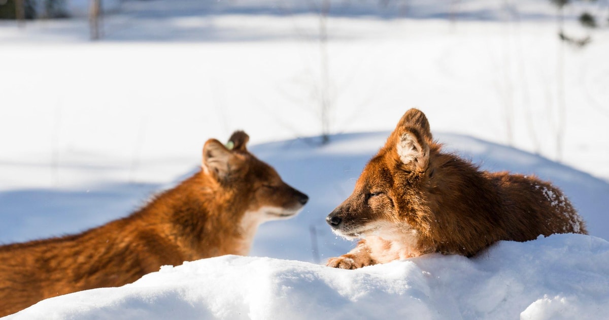 Rovaniemi: Arktische Ranua Zoo-Tour | GetYourGuide