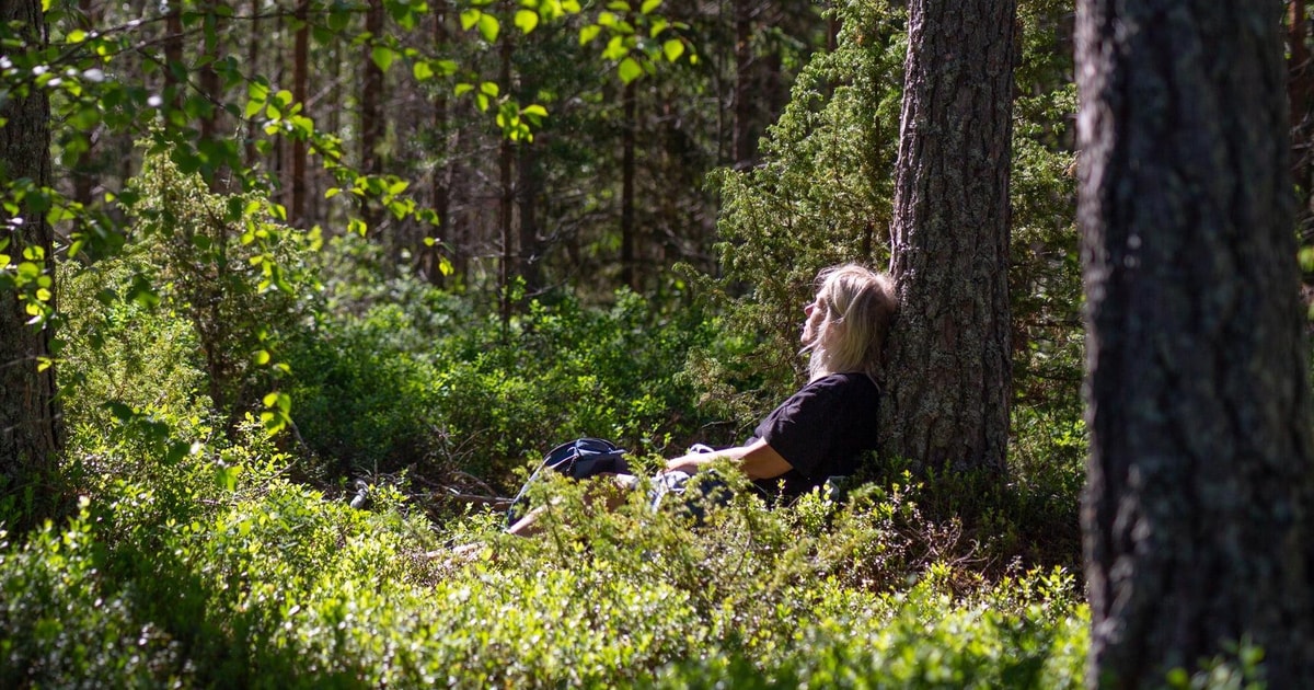 Dala-Floda: begeleide meditatieve bosbadwandeling | GetYourGuide