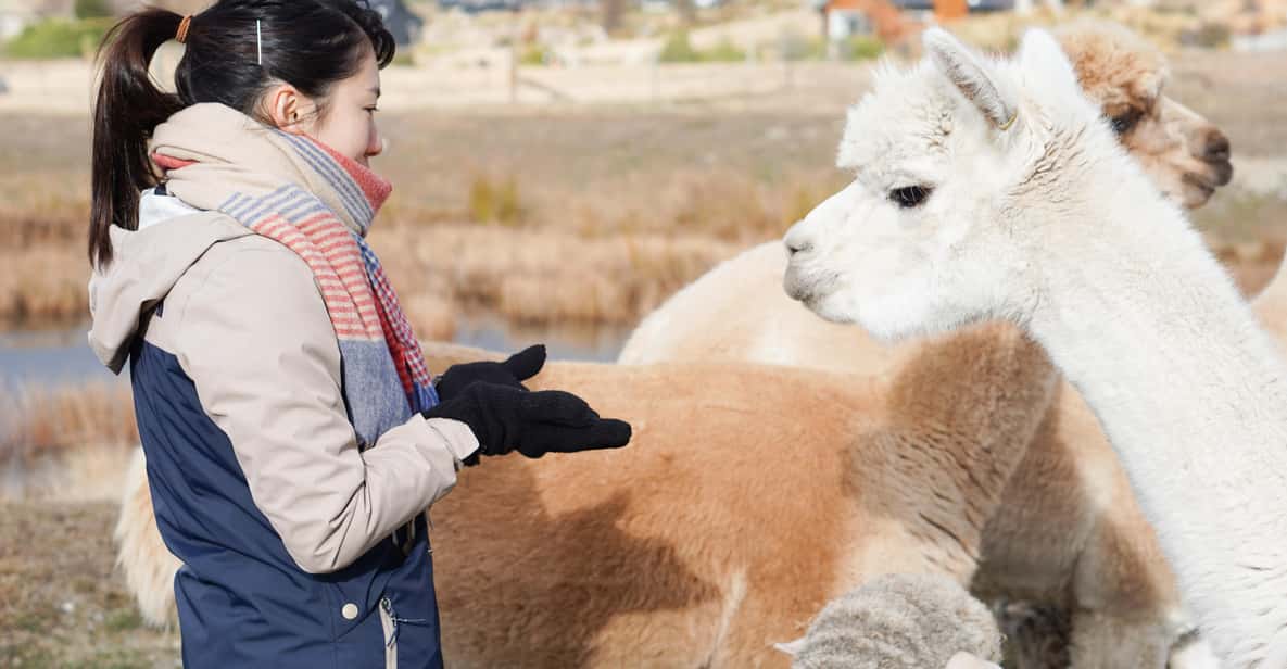Lake Tekapo: Guided Petting Zoo Visit | GetYourGuide