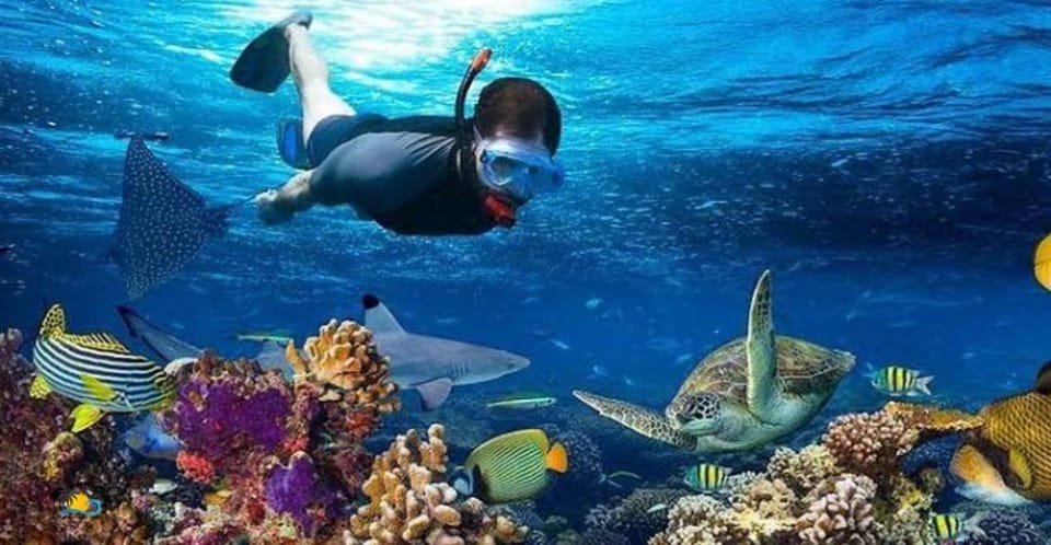 Zanzibar: Chumbe Coral reef tour with Snorkeling | GetYourGuide