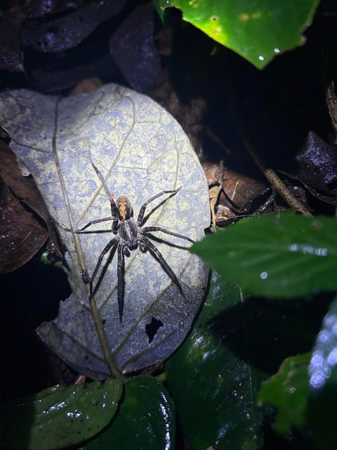 La Carpintera Night tour: San Jose Noctural Wildlife | GetYourGuide