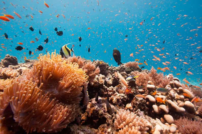 Zanzibar's Enchanting Coral Reefs: A Submarine Voyage | GetYourGuide