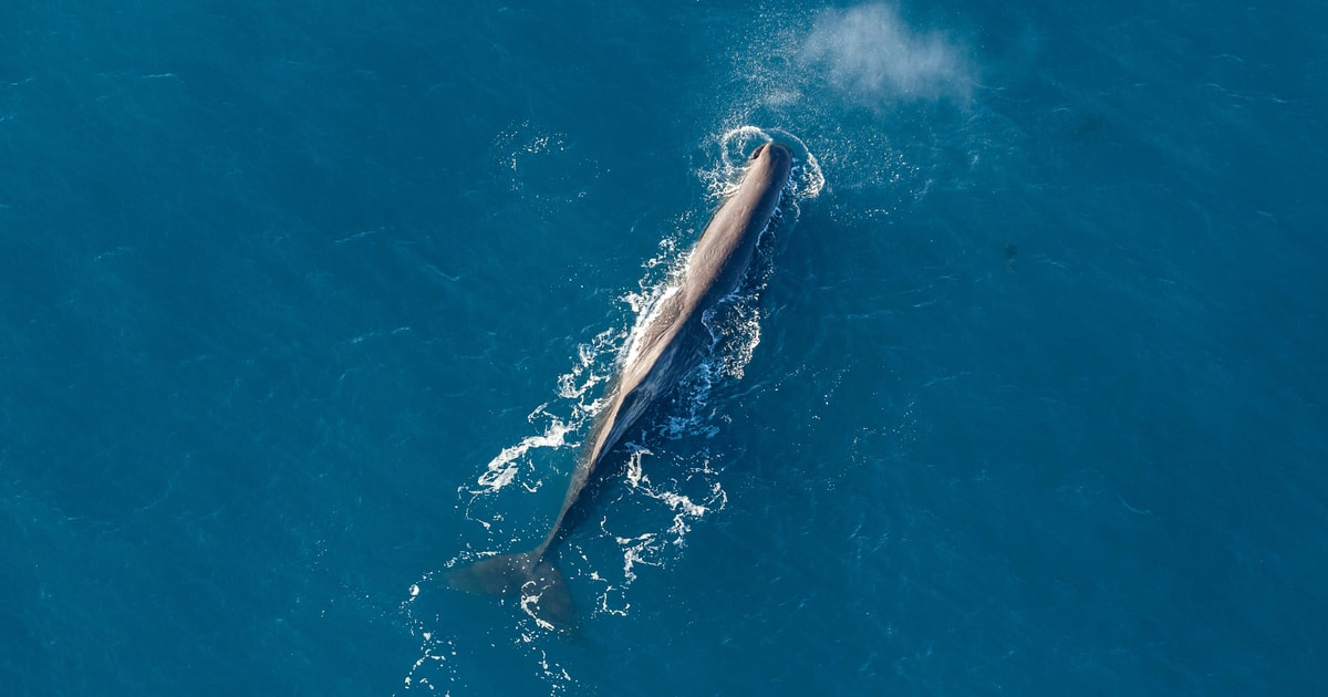 Kaikoura: Excursión de 1 hora en helicóptero para avistar ballenas ...