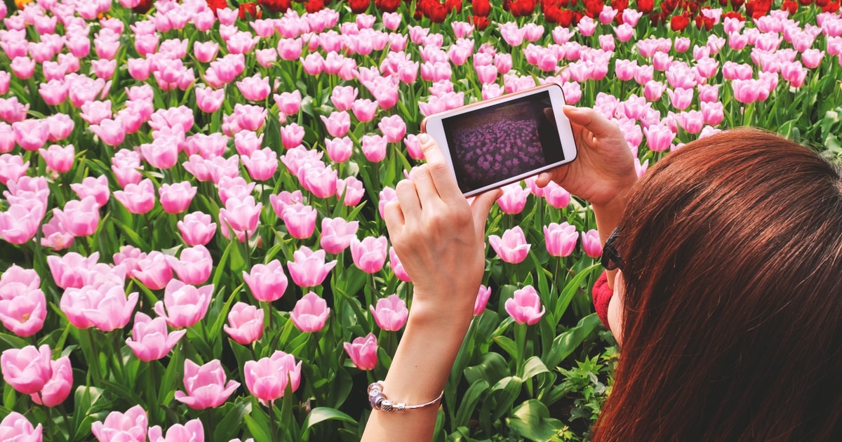 Amsterdam:Keukenhof Tulips,Windmills & Volendam-small groups | GetYourGuide