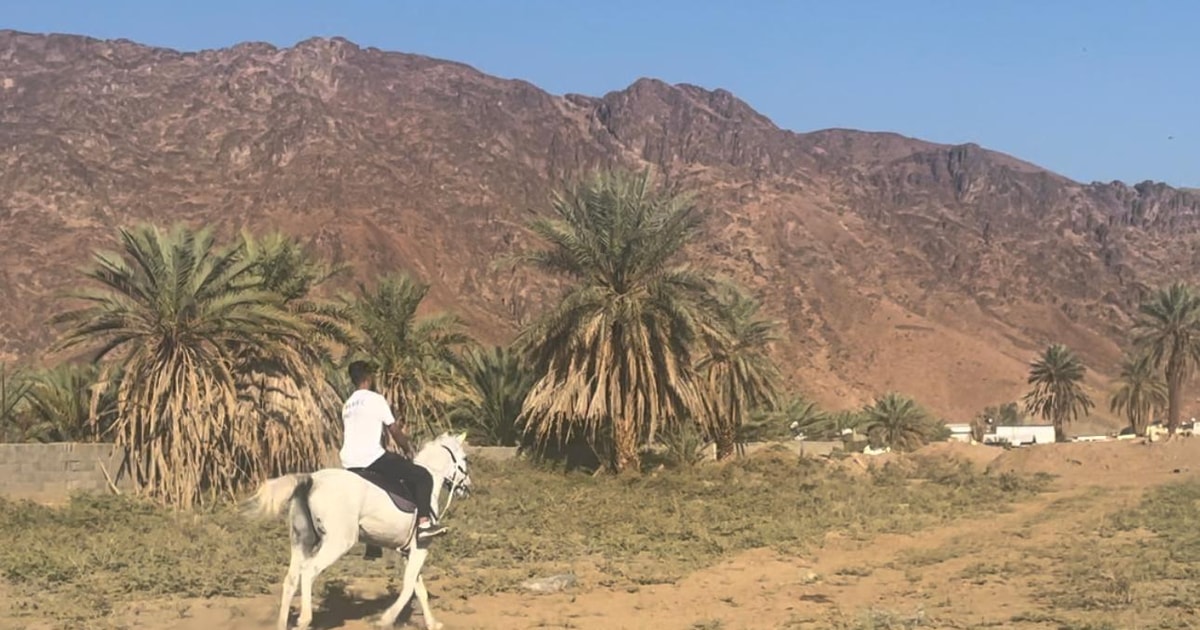 Reiterlebnis in Medina, der Stadt des Propheten | GetYourGuide