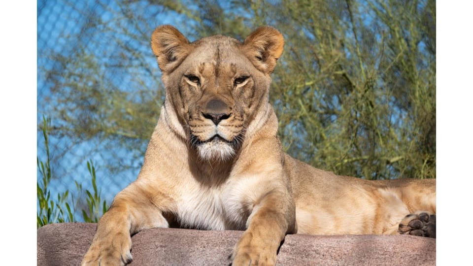 Phoenix Zoo One Day General Admission Ticket | GetYourGuide