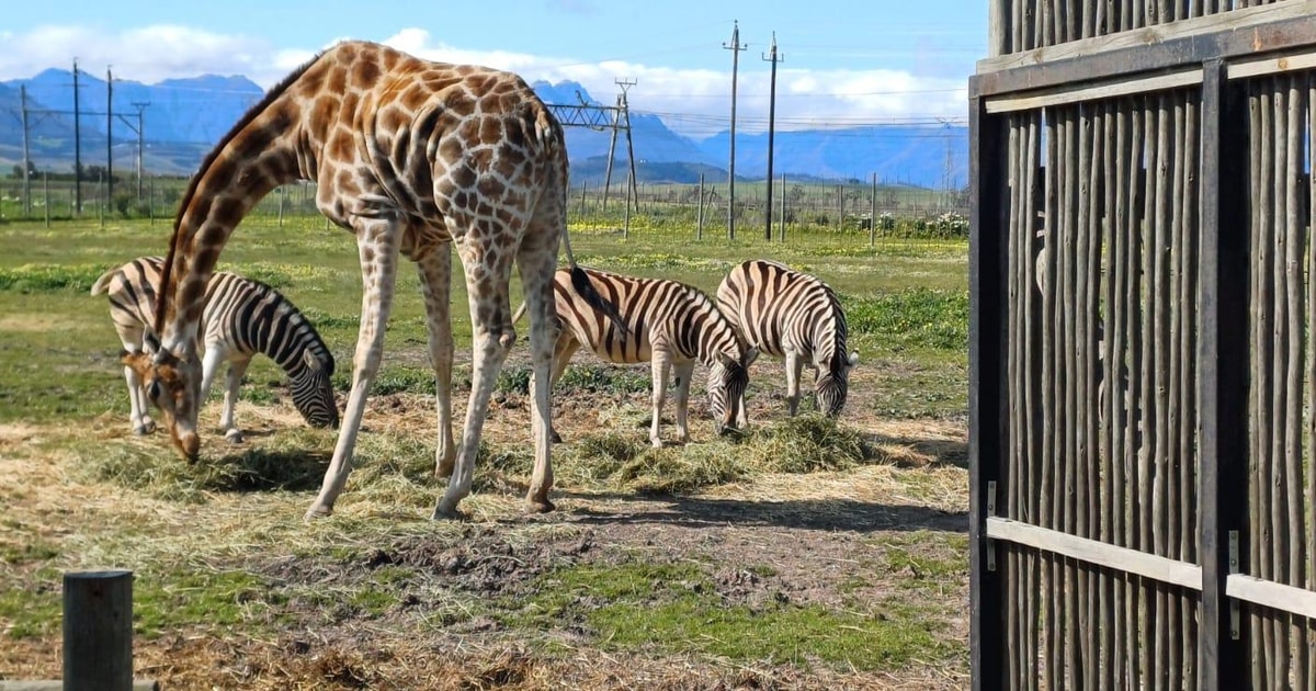 Stellenbosch Giraffe House and Cheetah Outreach with Wine | GetYourGuide