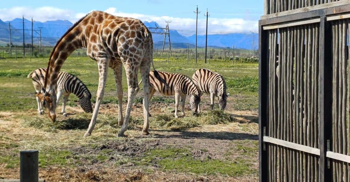 Stellenbosch Giraffenhaus und Geparden Outreach mit Wein | GetYourGuide