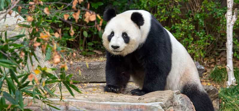 Adelaide Zoo Entry Ticket | GetYourGuide