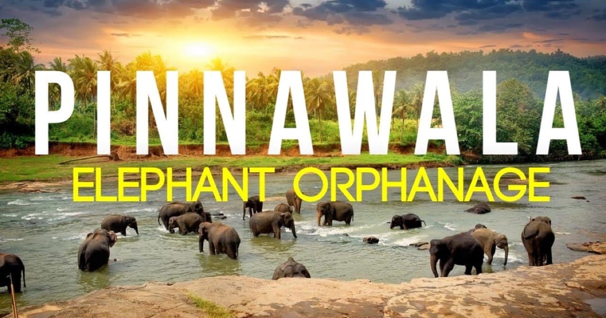 Sri Lanka : Pinnawala Elephant Orphanage & ZOO Tagestour | GetYourGuide