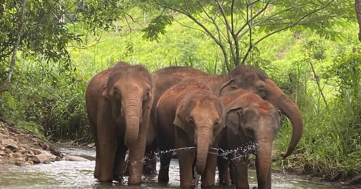 Chiang Mai: Santuário do Projeto Sonho de Elefante - Meio dia ...