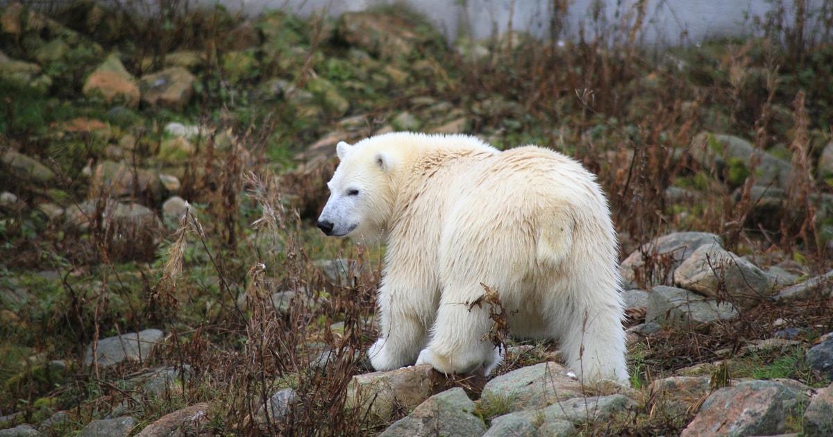 Visite guidée du zoo de Ranua avec transfert | GetYourGuide
