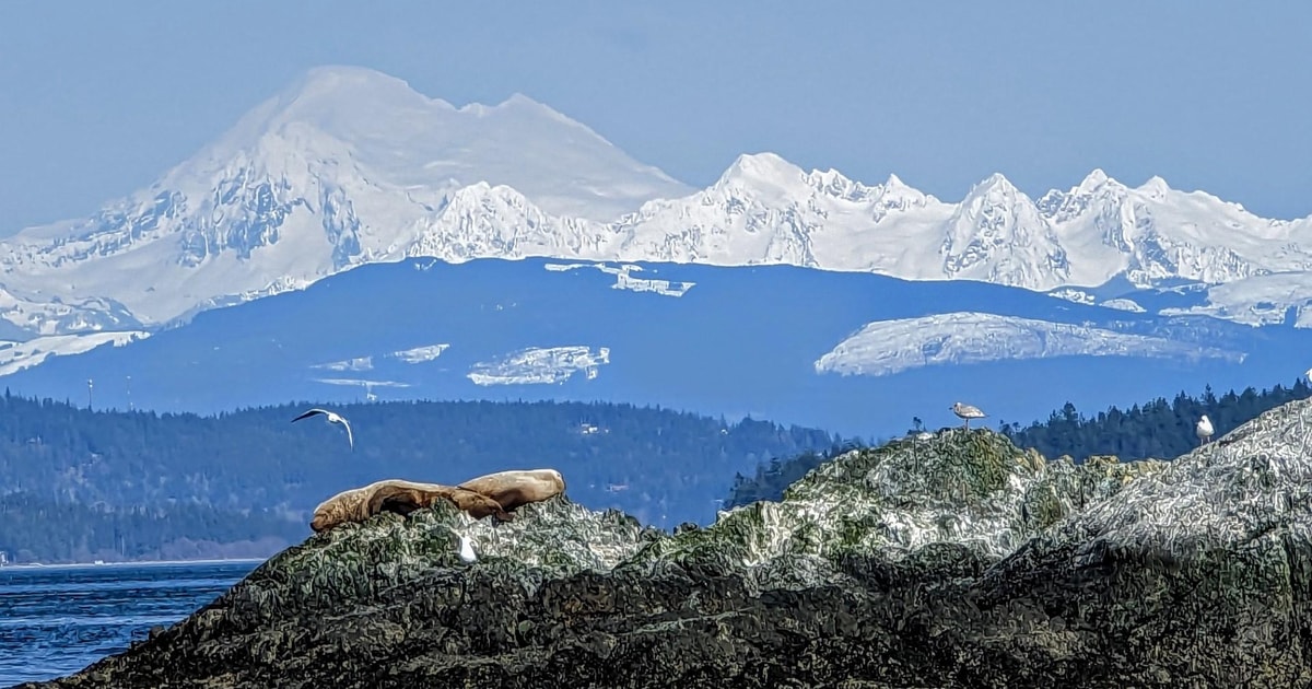 Lopez Island: Whale and Wildlife Tour | GetYourGuide