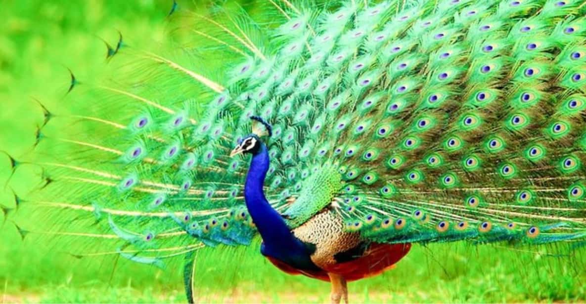 Bundala National Park: Half Day Safari from Hambantota | GetYourGuide