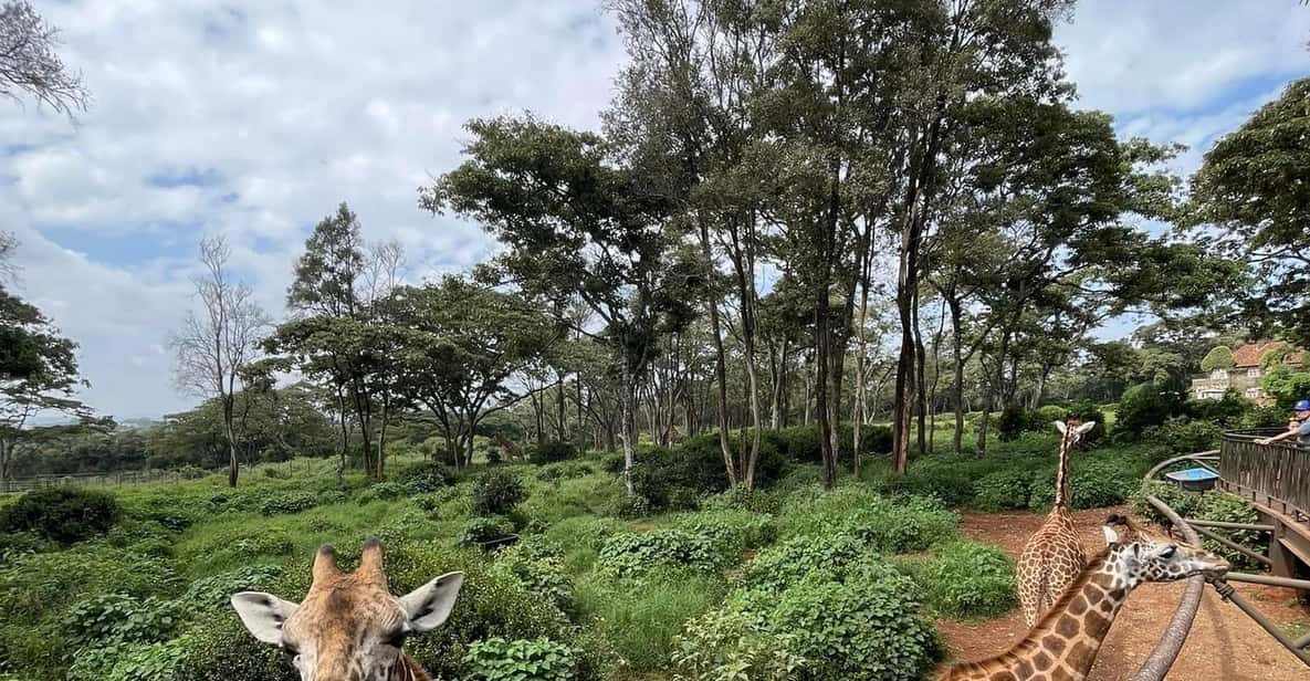 Nairobi Safari Walk and Giraffe Centre Day Tour | GetYourGuide