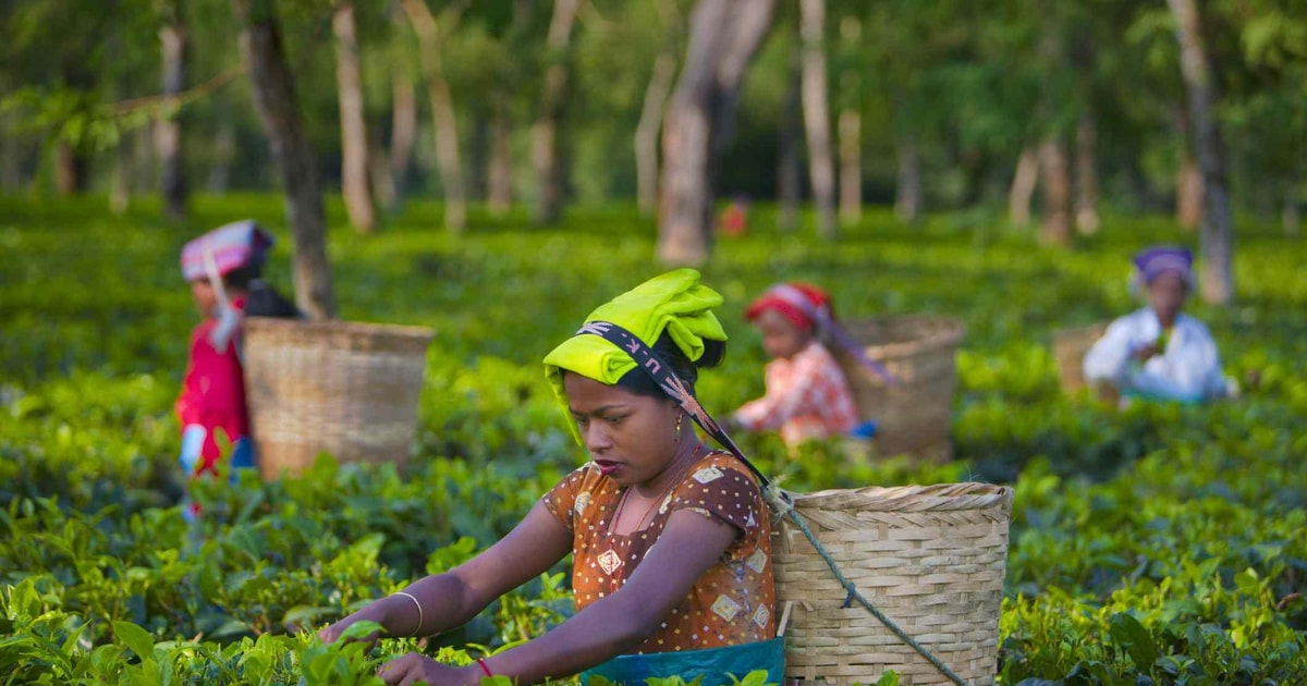 Nairobi Airport Layover: Kiambethu Tea Farm Tour & Lunch | GetYourGuide