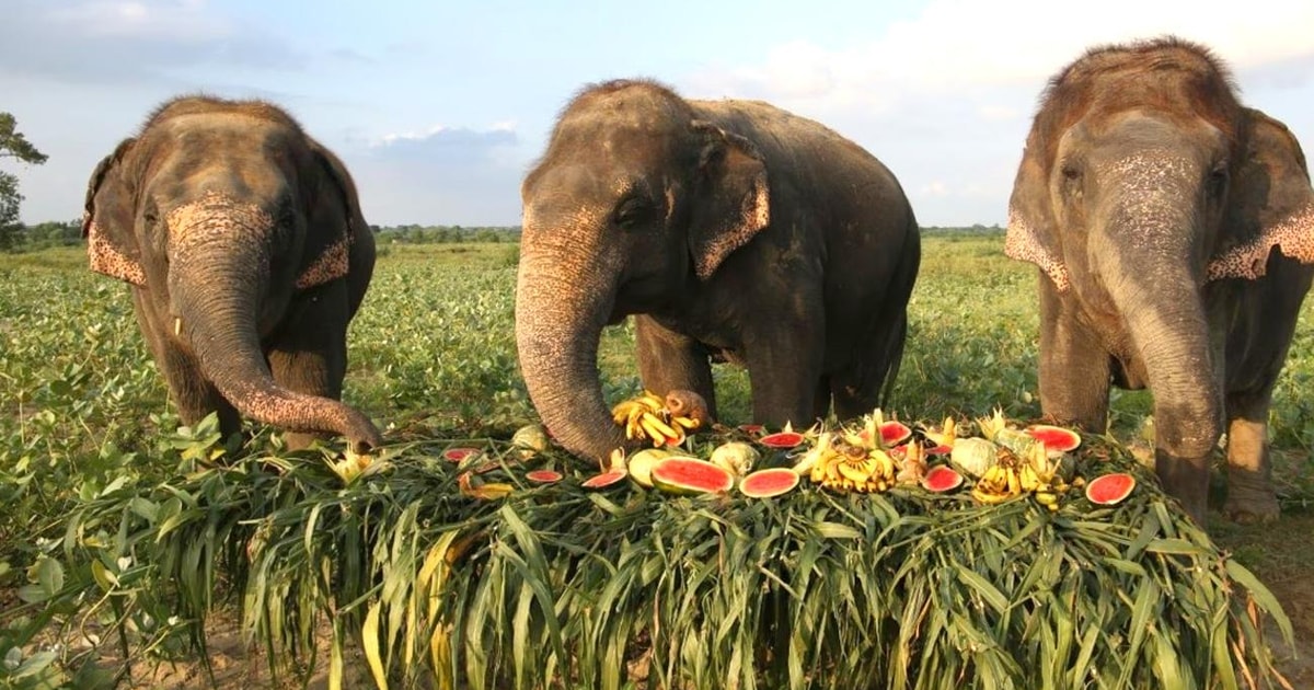 Från Delhi:Soluppgång Taj Mahal Tour med elefantskydd | GetYourGuide