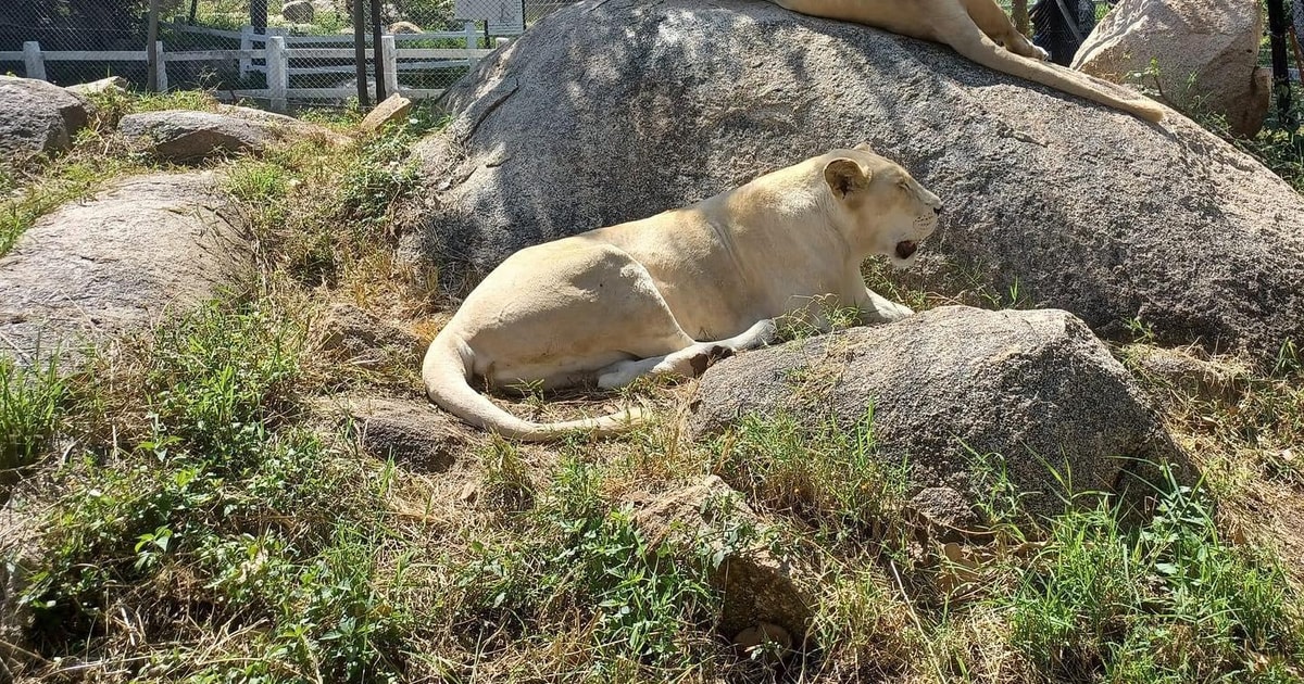 7 dagen in Harare, Zimbabwe: safari met wilde dieren | GetYourGuide