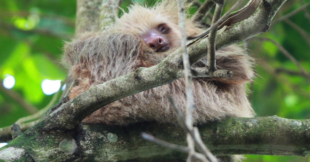 La Fortuna-Breath Taking Sloth Tour & Tortilla Experience. | GetYourGuide