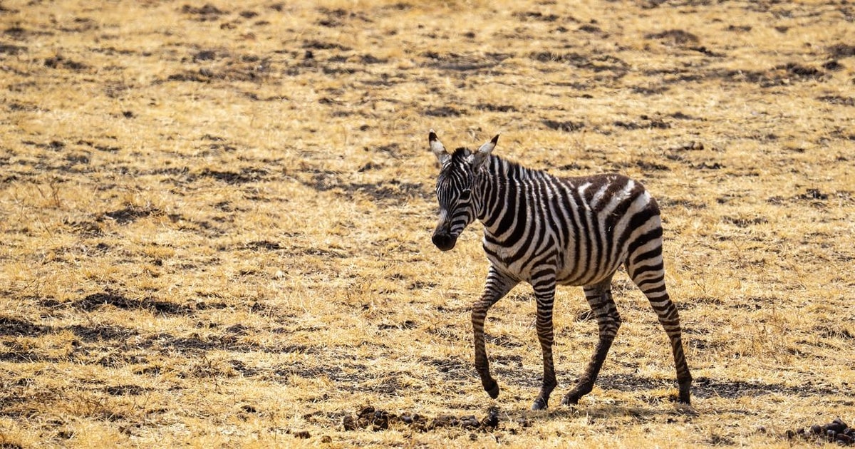 3-days 2-nights to Mikumi Park from Zanzibar & Massai visit | GetYourGuide