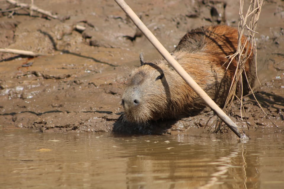 Excursion in the amazon 4d /3 nights | GetYourGuide