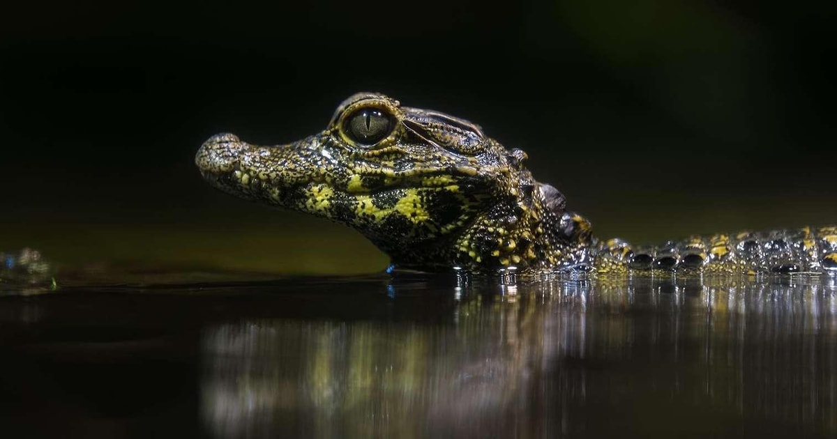 Night Excursion Search for Alligators | GetYourGuide