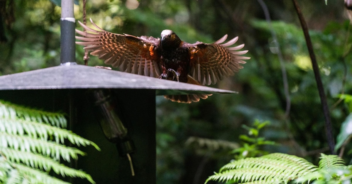 Waikato: rondleiding door het oerbos | GetYourGuide
