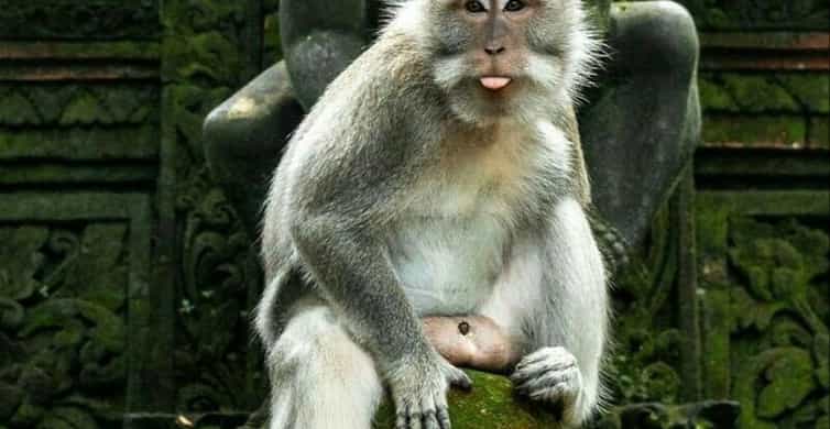 Kutsal su tapınağı, pirinç terası, şelale, maymun ormanı | GetYourGuide