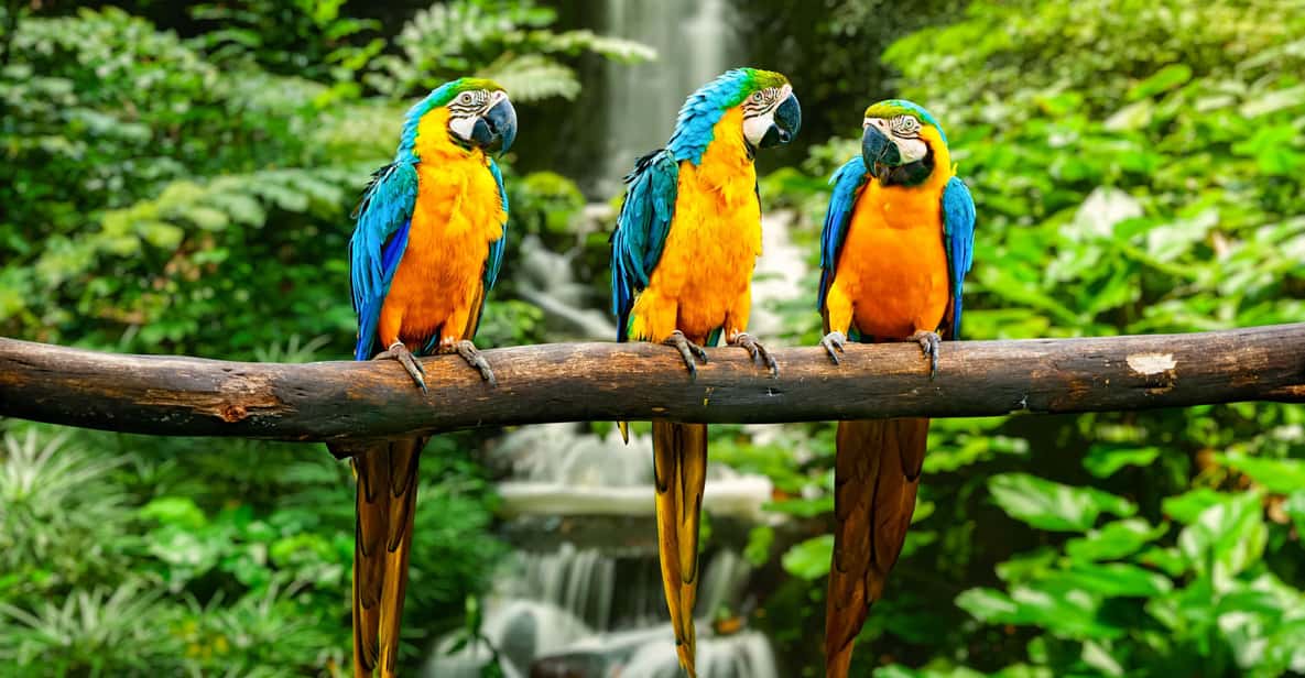 Vanuit Iquitos: 4-daagse tocht door het Amazone regenwoud | GetYourGuide