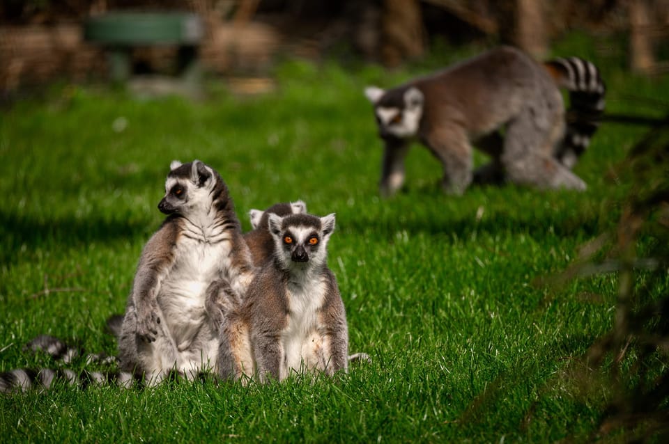 Malinas: Entrada al ZOO de Planckendael | GetYourGuide