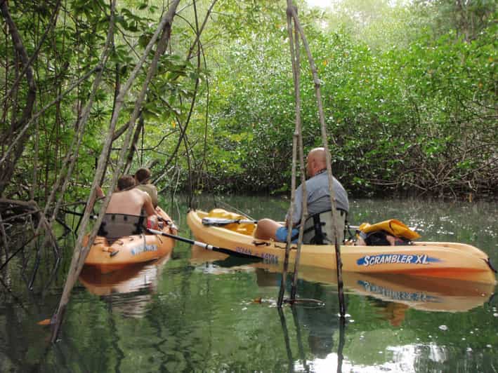 Costa Rica Mangrove Tour: Terraba National Wetlands - Uvita | GetYourGuide