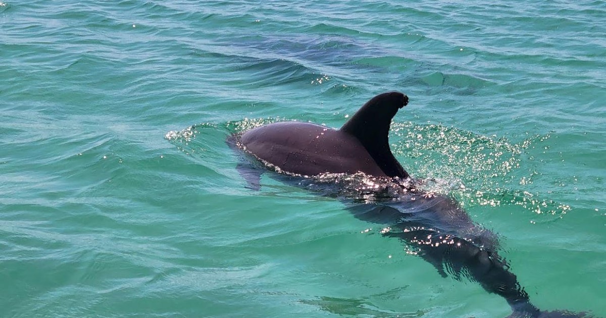 Destin: Dolphin Tour Aboard The Crab Island Runner | GetYourGuide