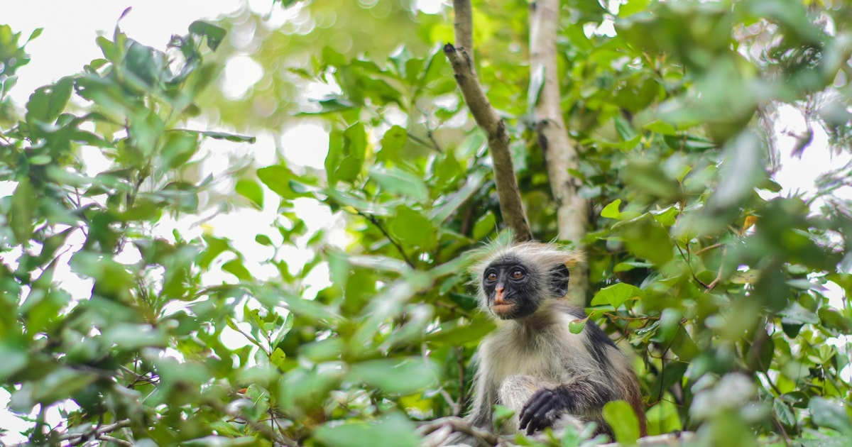 Parc national de la forêt de Jozani et grotte de Kuza Zanzibar ...
