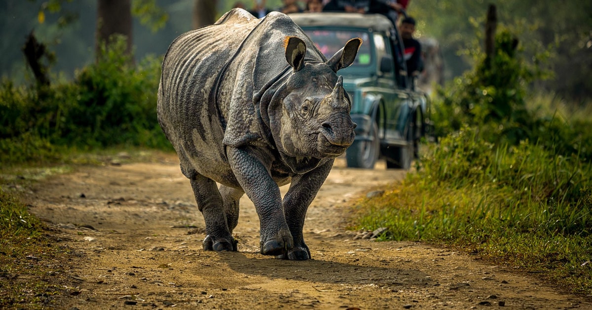 Desde Katmandú/Pokhara: Safari a Chitwan de 3 días con todo incluido | GetYourGuide