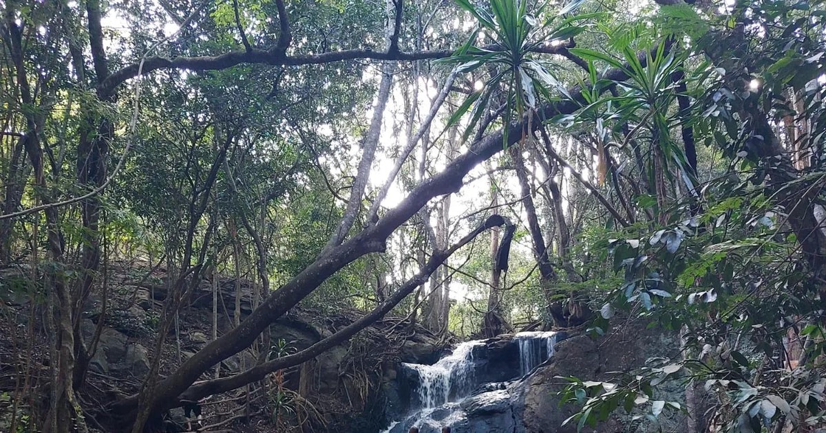 From Nairobi: Karura Forest Nature Trail | GetYourGuide