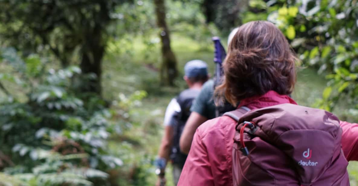 Moshi: *Com tudo incluído* Caminhada de um dia no Kilimanjaro (Rota ...