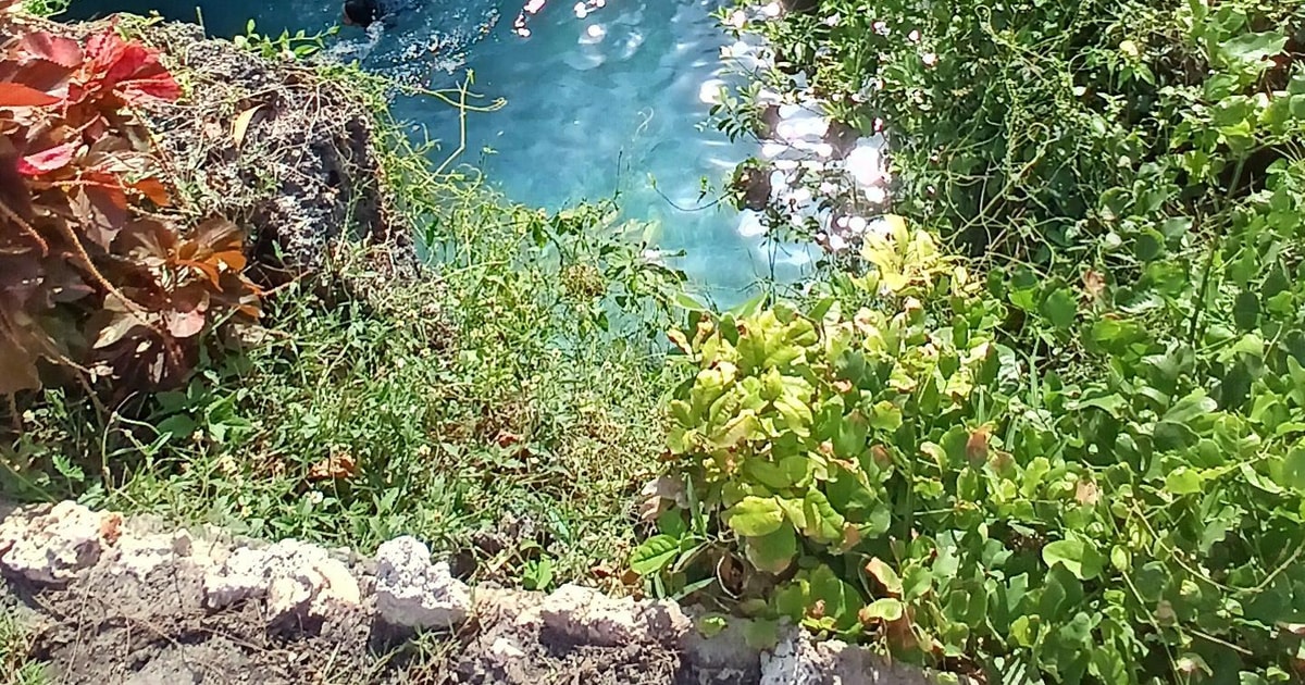 ZANZIBAR: Jozani Forest & Salaam cave | GetYourGuide