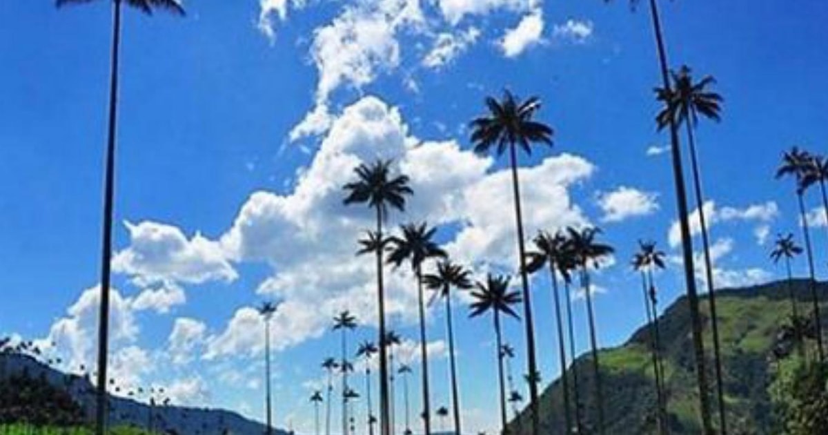 Wax Palms, Salento and Coffee Private Full Day Tour | GetYourGuide