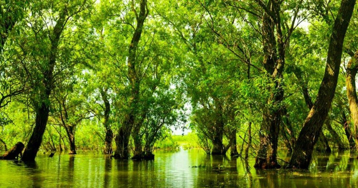 Sulina: Letea Forest Day Trip | GetYourGuide
