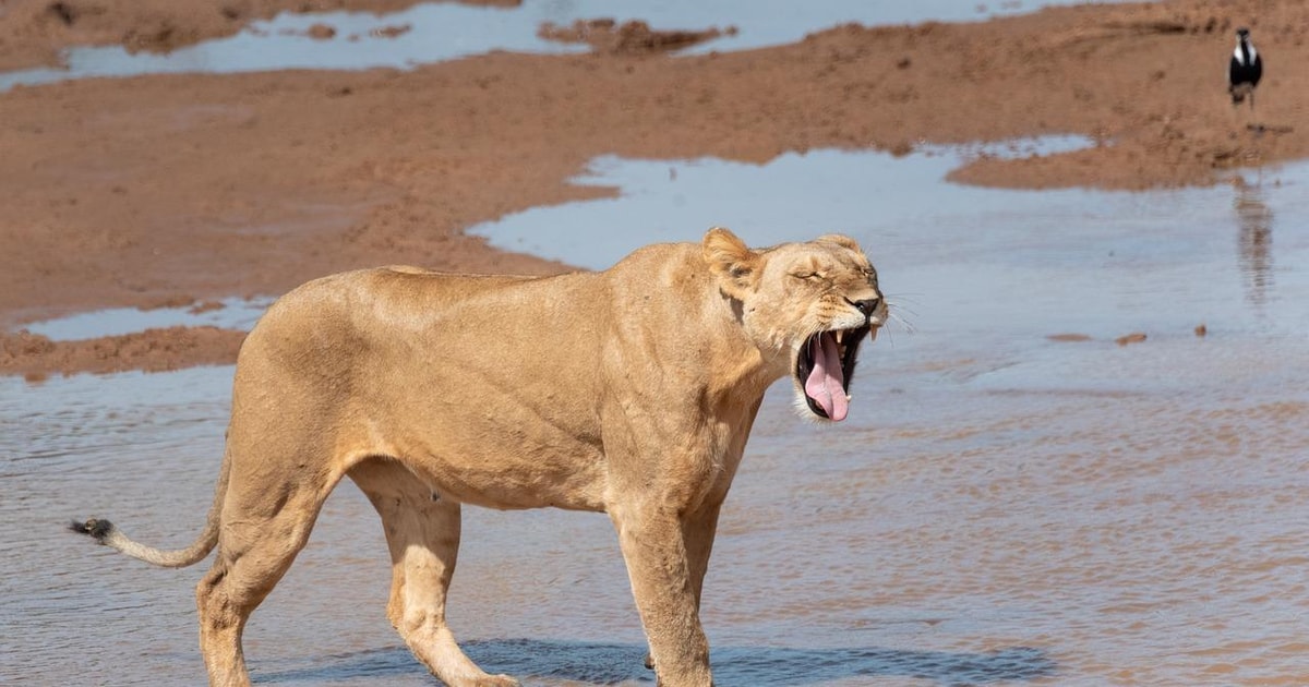 Dar es Salaam: 1 Day Mikumi Safari (SGR VIP Train Transfer) | GetYourGuide