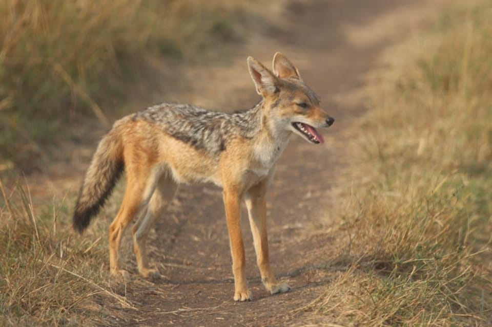 2 Days Olpejeta Safari :Meet Chimpanzees,Rhino & Lion Track | GetYourGuide