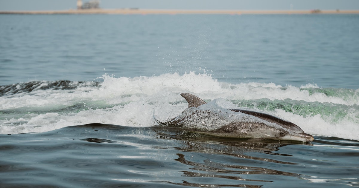 Walvis Bay: Dolfijncruise langs de Namibische kust met lichte lunch ...