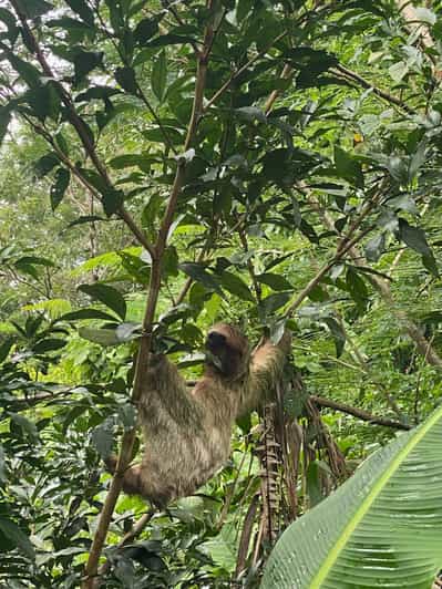 Guanacaste: Rainforest, Sloths, & Nature Day Trip with Lunch | GetYourGuide