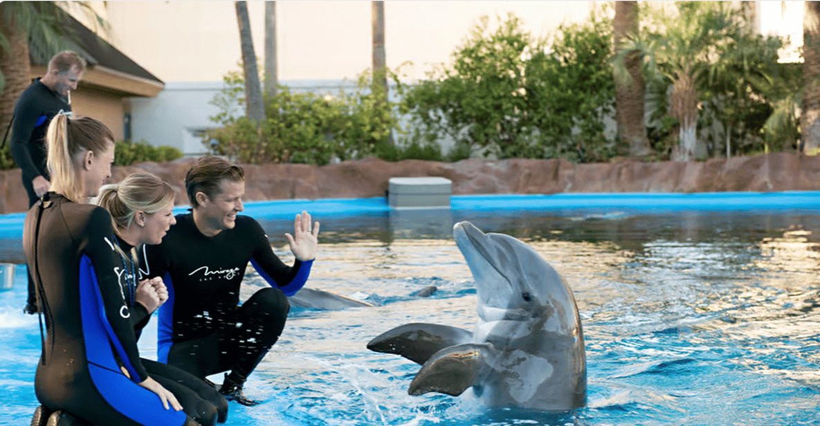 Hurghada : 1-Hour Dolphin Show at Dolphin World | GetYourGuide
