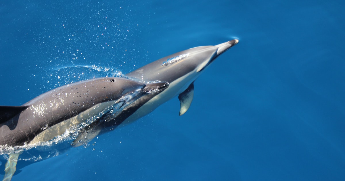 Nada con delfines salvajes | Isla Terceira | GetYourGuide