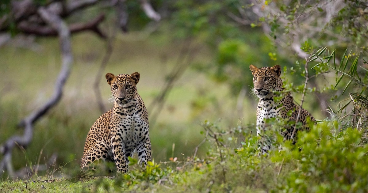 YALA BLOCK 5 & 6 (Weheragala & Lunugamwehera) Safari Tours | GetYourGuide