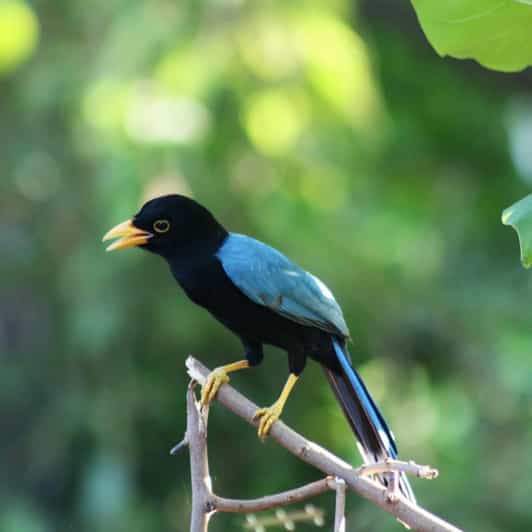 Cancún: Birds Photography Expedition with Transportation | GetYourGuide
