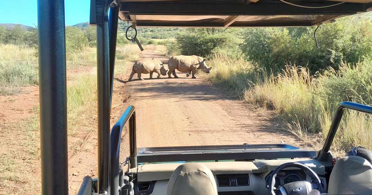 Johannesburgo: Excursión de 3 horas al Parque Nacional de Pilanesberg | GetYourGuide