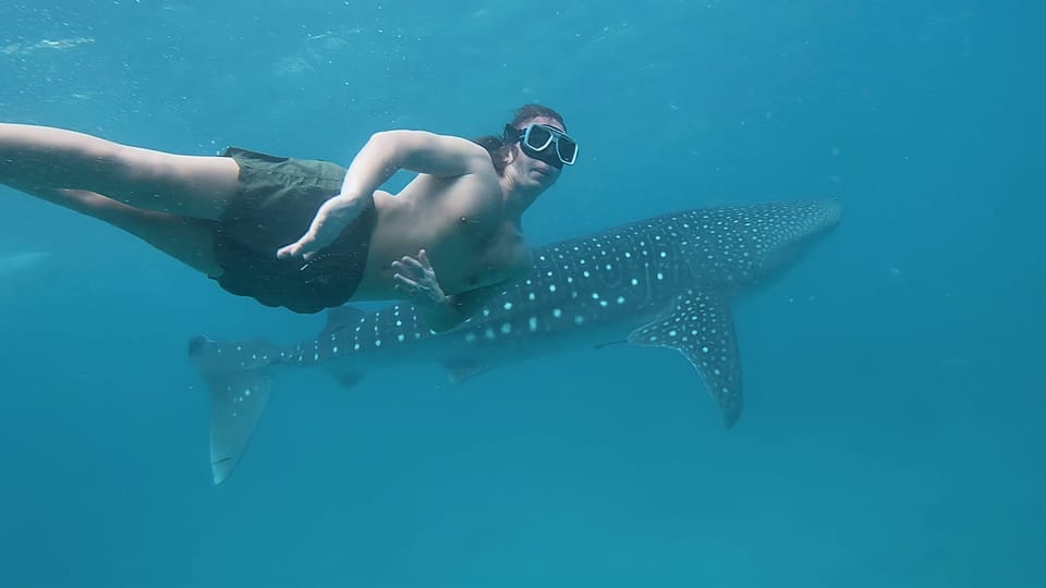 Oslob-Moalboal: Dive Whaleshark & Snorkel Sardines & Turtles | GetYourGuide