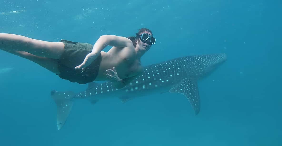 Oslob-Moalboal: Dive Whaleshark & Snorkel Sardines & Turtles | GetYourGuide